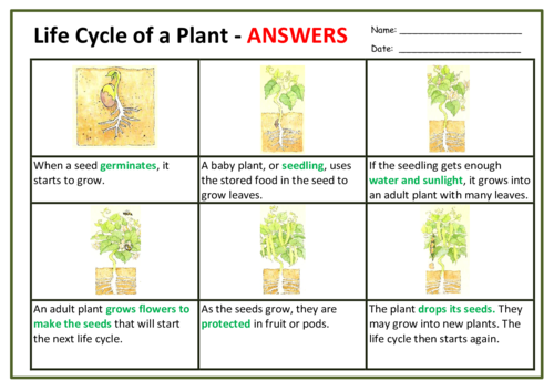 Life Cycle of A Plant - PowerPoint + Activity | Teaching Resources