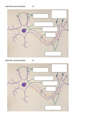 Neurone structure whole lesson resources. A level. Upper Sixth ...