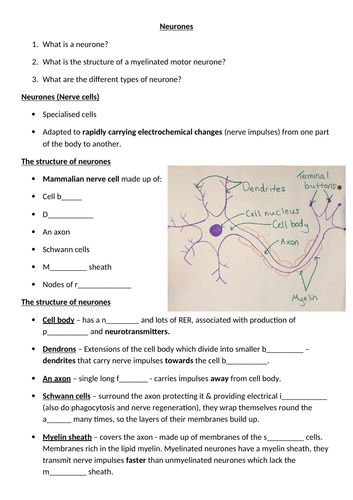Neurone structure whole lesson resources. A level. Upper Sixth ...