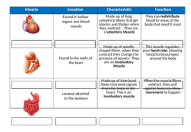 Types of Muscles | Teaching Resources