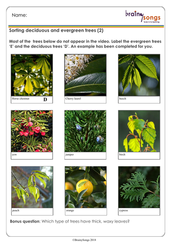 Types Of Trees Deciduous And Evergreen For Year 1 Teaching Resources