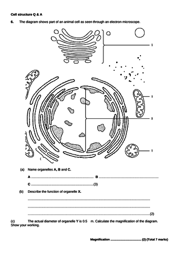 Eukaryotic cells AS level | Teaching Resources