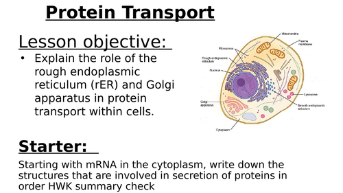 Protein transport AS Biology | Teaching Resources