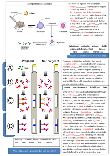 AQA 9-1 Monoclonal antibodies | Teaching Resources AQA 9-1 Monoclonal antibodies | Teaching Resources