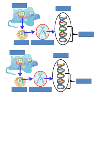 Sexual & Asexual Reproduction, DNA & Meiosis | AQA B2 4.6 | New Spec 9 ...