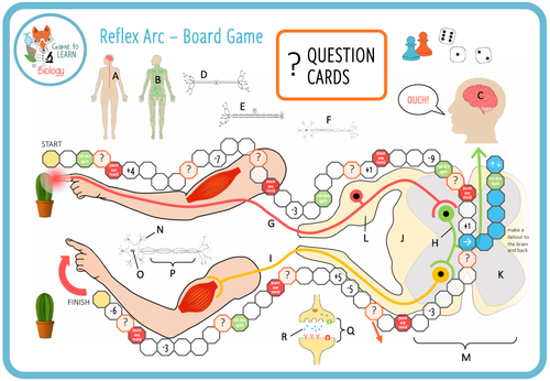 Reflex Arc - Board Game (KS4) | Teaching Resources