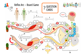 Reflex Arc - Board Game (KS4) | Teaching Resources