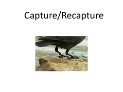 Capture/Recapture Worksheet and Powerpoint GCSE Maths | Teaching Resources