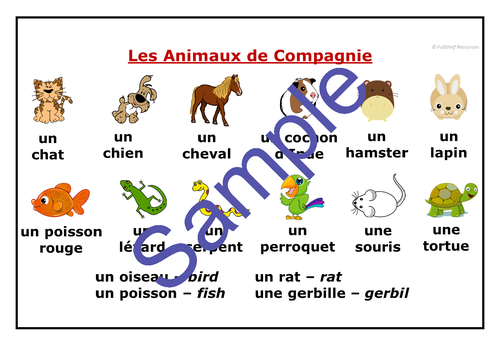 French Pets Worksheets | Teaching Resources