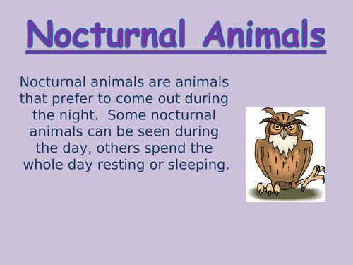 Nocturnal Animals | Teaching Resources