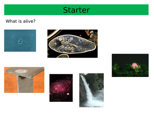 Life Processes whole lesson | Teaching Resources