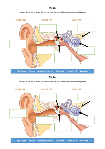 Physics KS3 Waves: L03 The Ear | Teaching Resources