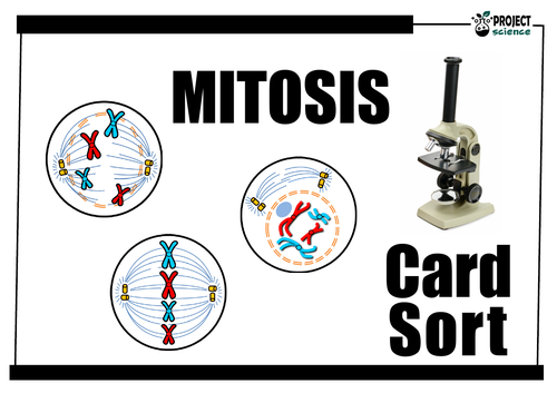 Mitosis Card Sort | Teaching Resources