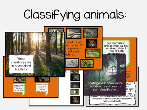 Vertebrates & Invertebrates classifying animals part 1 | Teaching Resources