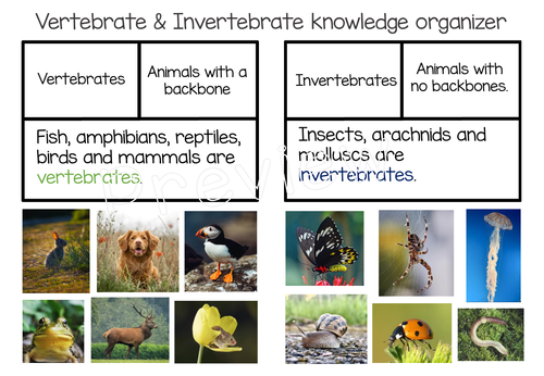 Vertebrates & Invertebrates classifying animals part 1 | Teaching Resources