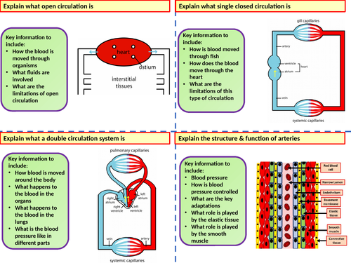 Free A Level Biology Transport in Animals Revision Flash Cards ...