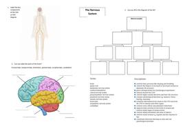 AQA Psychology- Biopsychology, Nervous System AS- What have you ...