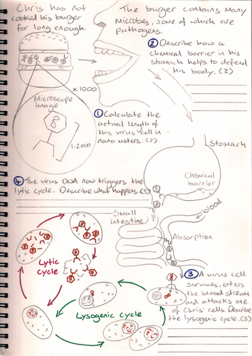 Biology revision - Body defences and virus life cycle worksheet ...