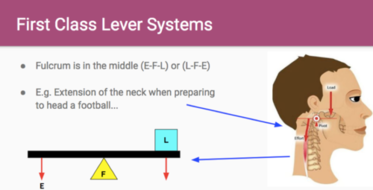 A-Level PE (OCR) Biomechanics - Lever Systems, Centre of Mass ...