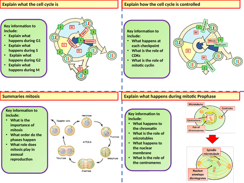 Free A Level Biology Cell Division Revision Flash Cards | Teaching ...