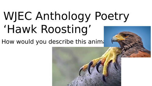 WJEC Anthology Poetry- Hawk Roosting | Teaching Resources