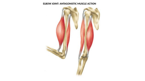 AQA GCSE PE (9-1) Paper 1: Human body Easter revision | Teaching Resources