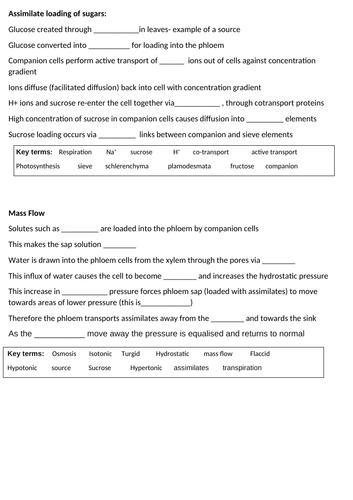 A level Biology- Transport in plants. Transpiration and Translocation ... A level Biology- Transport in plants. Transpiration and Translocation ...