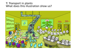 A level Biology- Transport in plants. Transpiration and Translocation ...