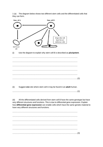 Stem cells- AQA Biology A Level | Teaching Resources
