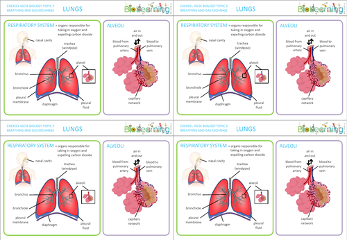 IGCSE Biology (9-1) Topic 3 (Gas exchange and breathing) - Revision ...