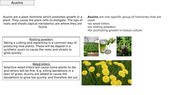AQA GCSE Plant Hormones and their uses | Teaching Resources