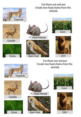 KS3 Food chains, Food webs and bioaccumulation | Teaching Resources