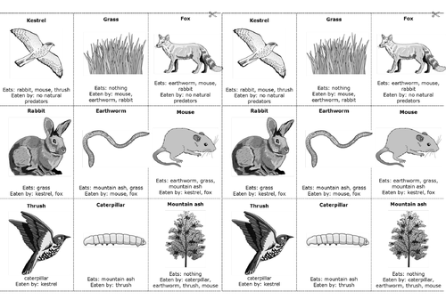 KS3 Food chains, Food webs and bioaccumulation | Teaching Resources