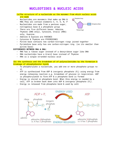 Nucleotide's & Nucleic Acids | Teaching Resources