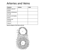 Structure and Function of Blood Vessels | Teaching Resources