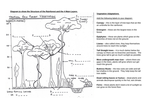 GCSE AQA 9-1 Distribution and Characteristics of Tropical Rainforests ...