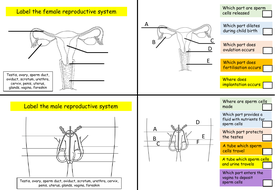 KS3 Genes and Reproduction Revision | Teaching Resources