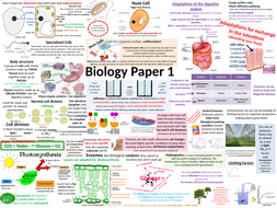 NEW AQA Biology Paper 1 Revision Poster | Teaching Resources