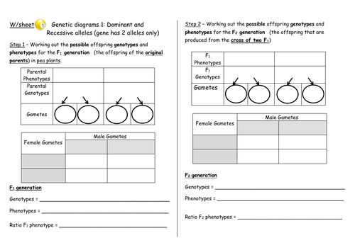 A level genetic crosses | Teaching Resources