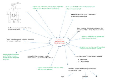 Hormones and Plant Hormones Revision Mind Map | Teaching Resources