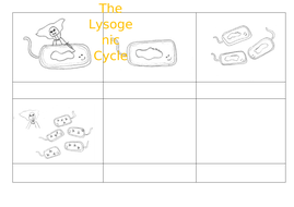 Virus Life Cycle Worksheets | Teaching Resources