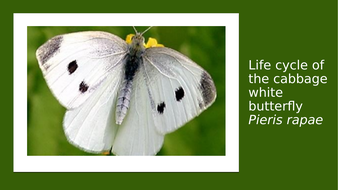 Life cycle of the cabbage white butterfly | Teaching Resources