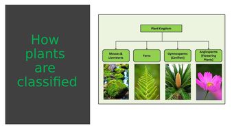Plant classification | Teaching Resources