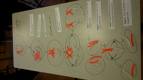AQA KS4 GCSE Biology (Science) Meiosis Lesson & Activities | Teaching ...