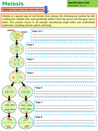 AQA KS4 GCSE Biology (Science) Meiosis Lesson & Activities | Teaching ...