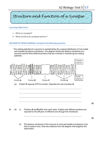 The Synapse- 2019 AQA | Teaching Resources