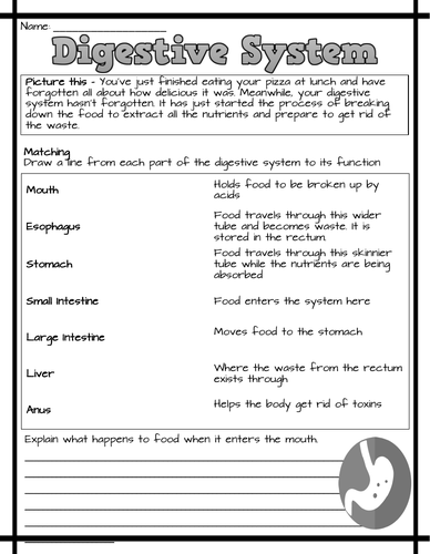Body Systems Worksheets For 5th Grade Human Body Systems 3rd 4th 5th