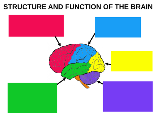 AQA GCSE [9-1] PSYCHOLOGY - BRAIN AND NEUROPSYCHOLOGY LESSONS ...