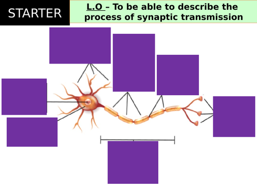 AQA GCSE [9-1] PSYCHOLOGY - BRAIN AND NEUROPSYCHOLOGY LESSONS ...