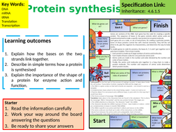 AQA KS4 GCSE Biology (Science) Protein Synthesis Lesson & Activities ...